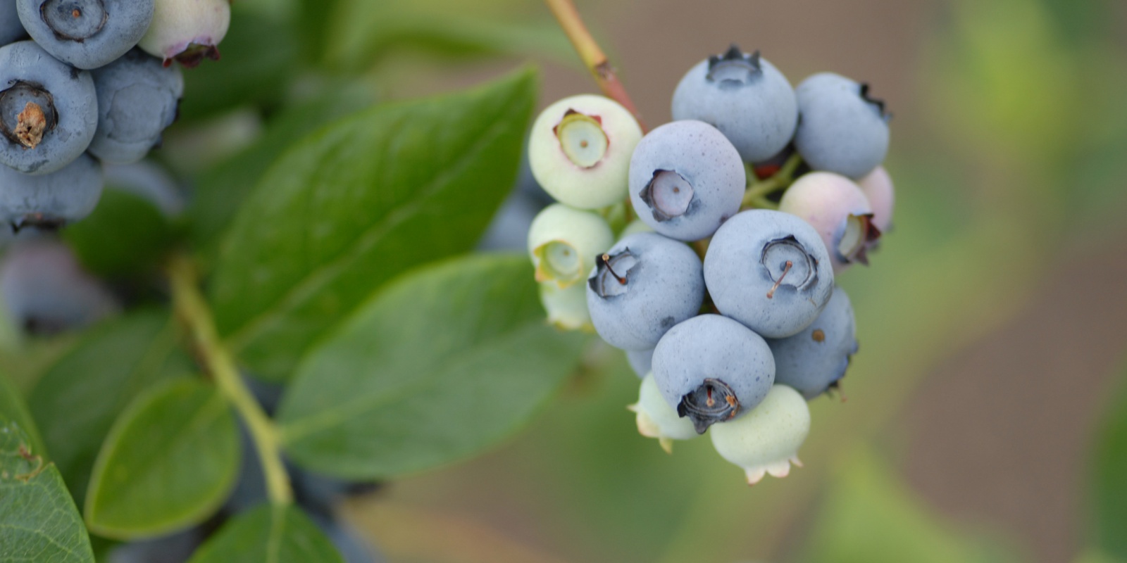 Blaubeeren : Anbau : Obstbauer Wedeking