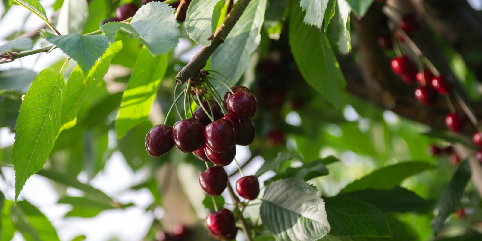 Kirschen : Anbau : Obstbauer Wedeking