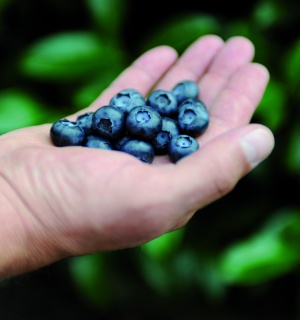 Blaubeeren : Anbau : Obstbauer Wedeking