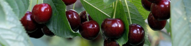 Kirschen : Anbau : Obstbauer Wedeking